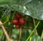 54 ) インドネシア ミトラ G1 (250g) | チリンチリンコーヒー